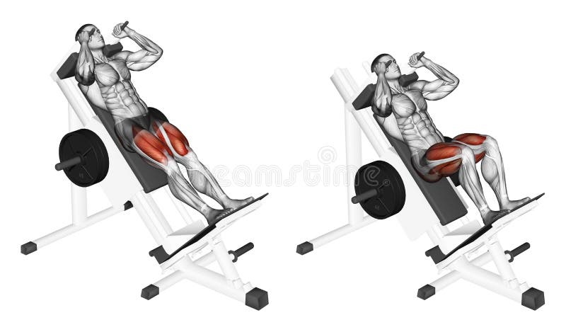 Exercising. Hack squats stock illustration. Illustration of thigh ... Exercising. Hack squats stock illustration. Illustration of thigh ...