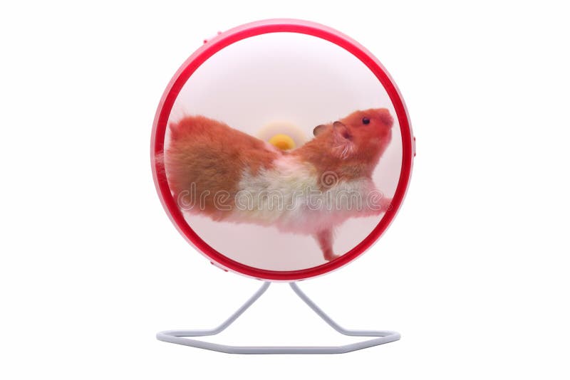 Exercising hamster stock photo. Image of running, golden - 10794550