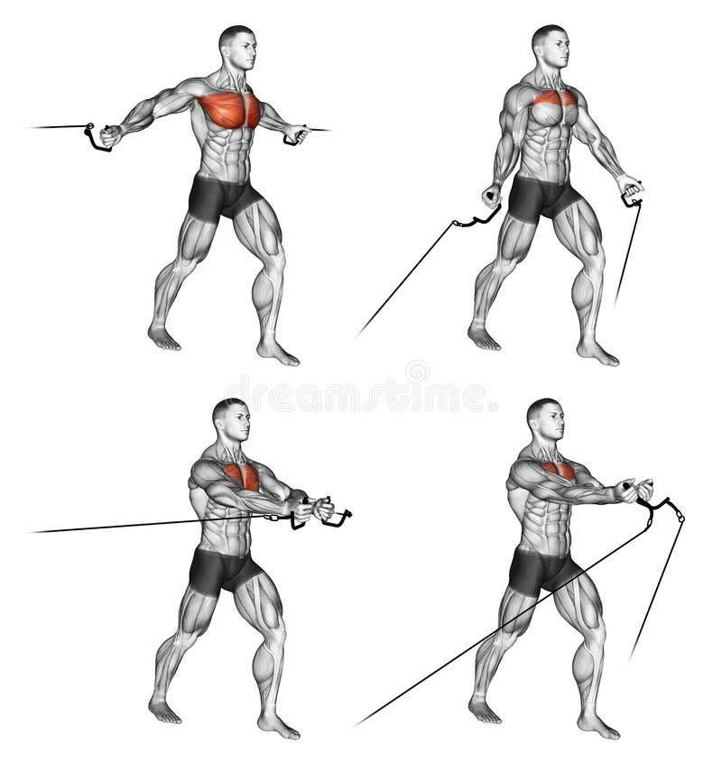 Exercising. Middle And Low Cable Fly Stock Illustration - Illustration ...