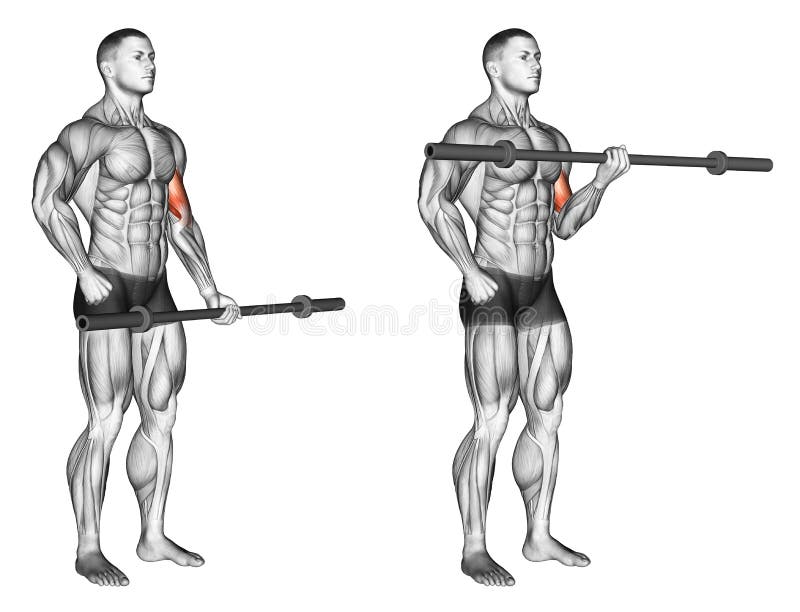 Barbell Curls Vs Dumbbell Curls: Big Differences Explained, 56% OFF Barbell Curls Vs Dumbbell Curls: Big Differences Explained, 56% OFF