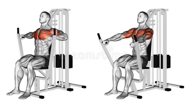 Exercising. Seated Chests Press Stock Illustration - Image: 66935857