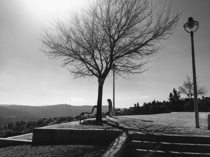 Exfoliation stock photo. Image of exfoliation, leafless - 98287704