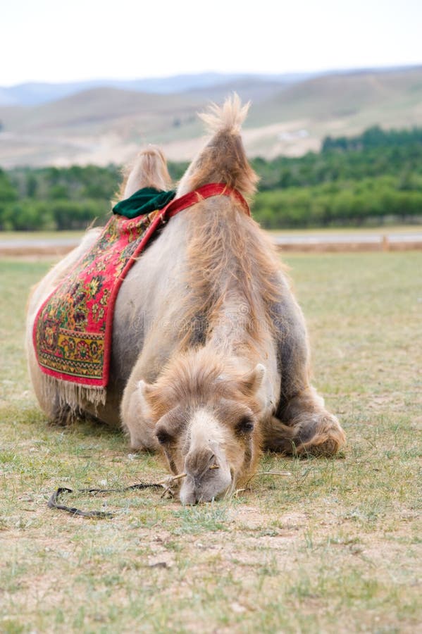 Exhausted camel stock image. Image of exhausted, lying - 10500439