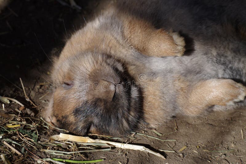 Funny portrait of a rabbit stock photo. Image of family - 181591314