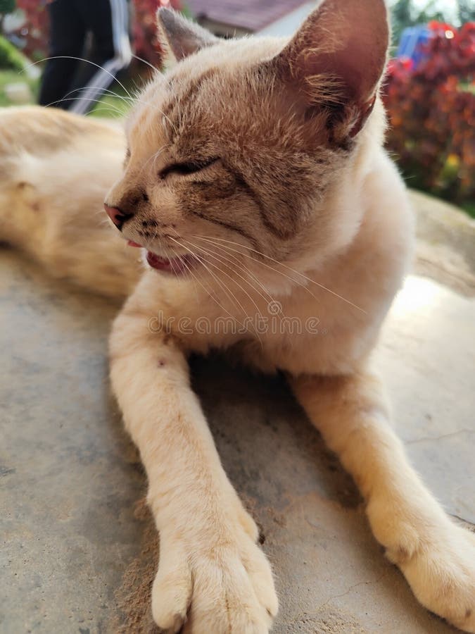 An Exhausted Wild White Cat Stock Image - Image of wild, kitten: 361170367