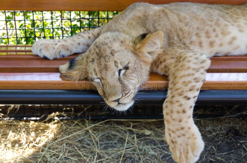 Exhausted young lion cub stock image. Image of sleeping - 27040037