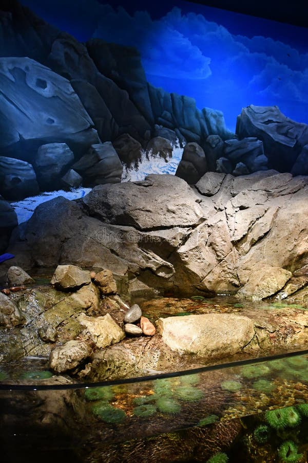Exhibit at Aquarium at the Boardwalk in Branson, Missouri Editorial ...