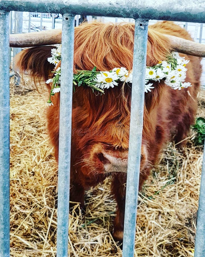 Exhibition stock photo. Image of lithuania, farm, vilnius - 117717922