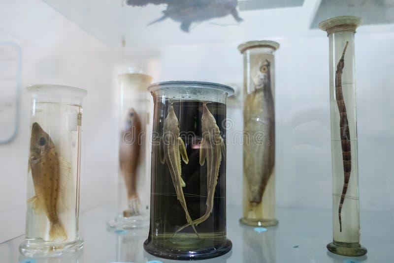 Exhibition of Fish in Formaldehyde. Museum of Natural History, Studying ...