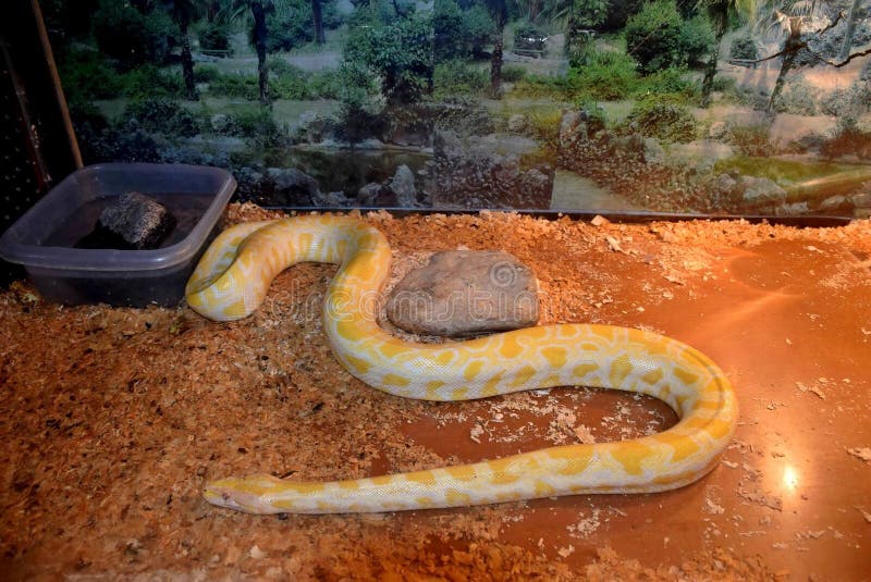 Exhibition of snakes stock image. Image of cunning, blemishes - 93285513