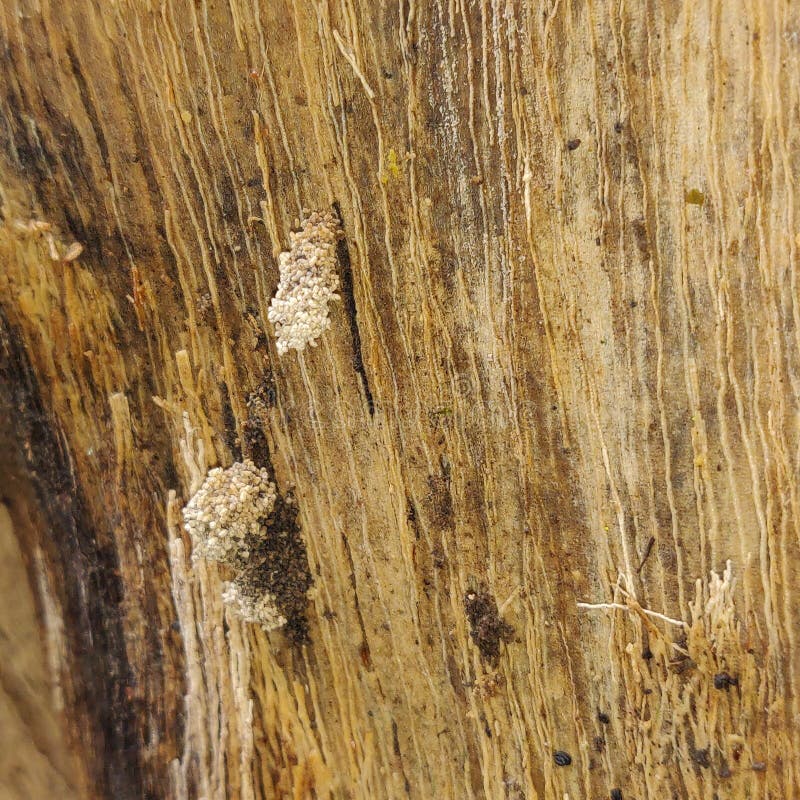 Existance of Pupa on the Tree Trunk, Mumbai Stock Photo - Image of ...