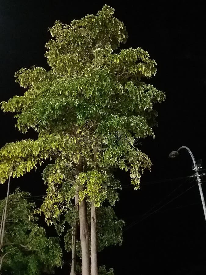 The Existence of Two Pule Trees at Night. Stock Photo - Image of night ...