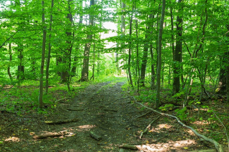 Exit from the Beech Forest on a Dirt Road Stock Photo - Image of beauty ...