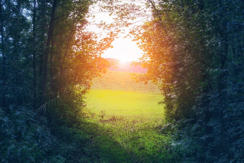 Exit To the Forest from Dark Rocky Cave Stock Photo - Image of cavern ...
