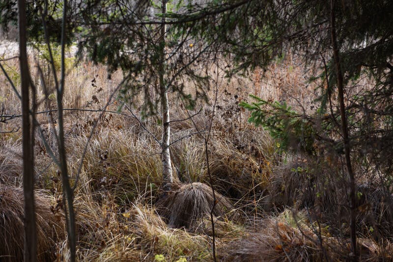 Exit from the Forest To the Field Stock Photo - Image of frontier, blue ...
