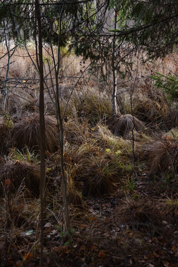 Exit from the Forest To the Field Stock Photo - Image of environment ...
