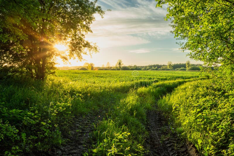 The Exit Road from the Forest Overlooking the Green Fields Stock Photo ...