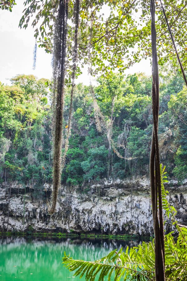 Jungle Observation Tower, La Selva Amazon Eco Lodge, Orellana Stock ...