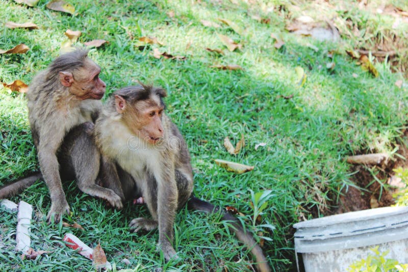 Rhesusl Stock Photos - Free & Royalty-Free Stock Photos from Dreamstime