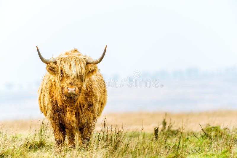 Exmoor Highland Cow Standing in the Heather Stock Photo - Image of cows ...