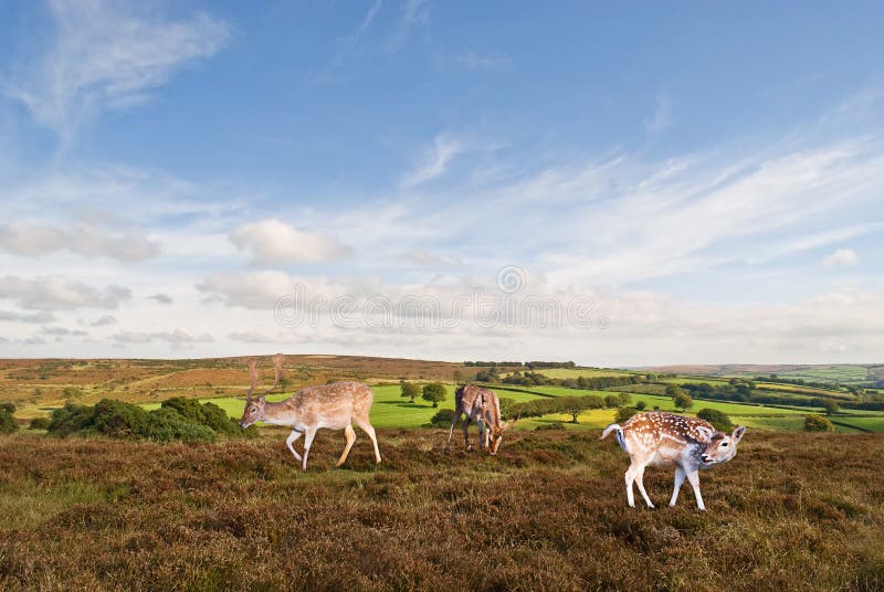 Exmoor Landscape. stock photo. Image of exmoor, summer - 12477382