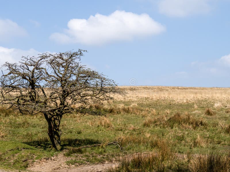 Exmoor Landscape, Generic View with Tree. April. Stock Image - Image of ...