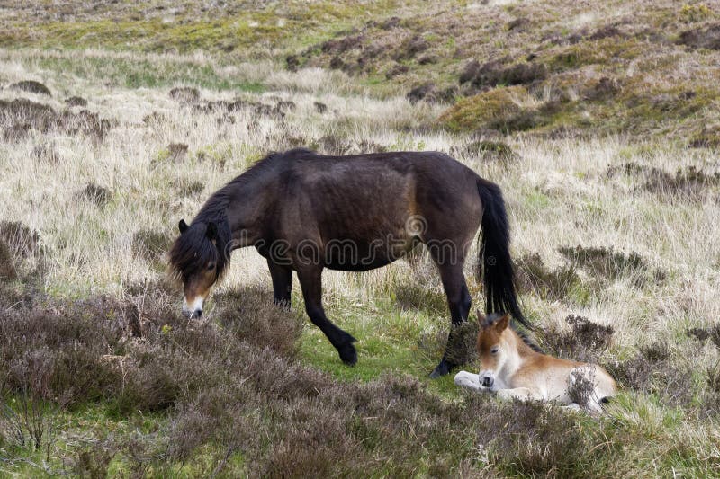Exmoor Pony with Foel stock image. Image of brown, pony - 295550285