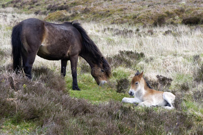 Exmoor Pony with Foel stock photo. Image of somerset - 295550536
