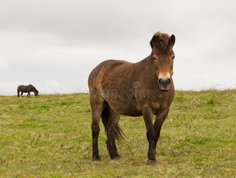 Exmoor Pony Quantock Hills Somerset England UK Stock Image - Image of ...