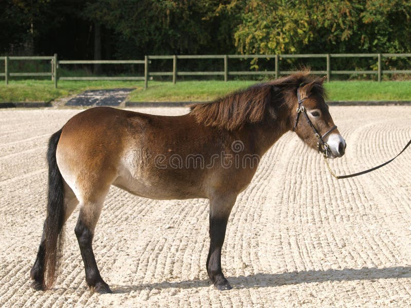 Exmoor Pony in the Show Ring Stock Photo - Image of behaviour, pretty ...