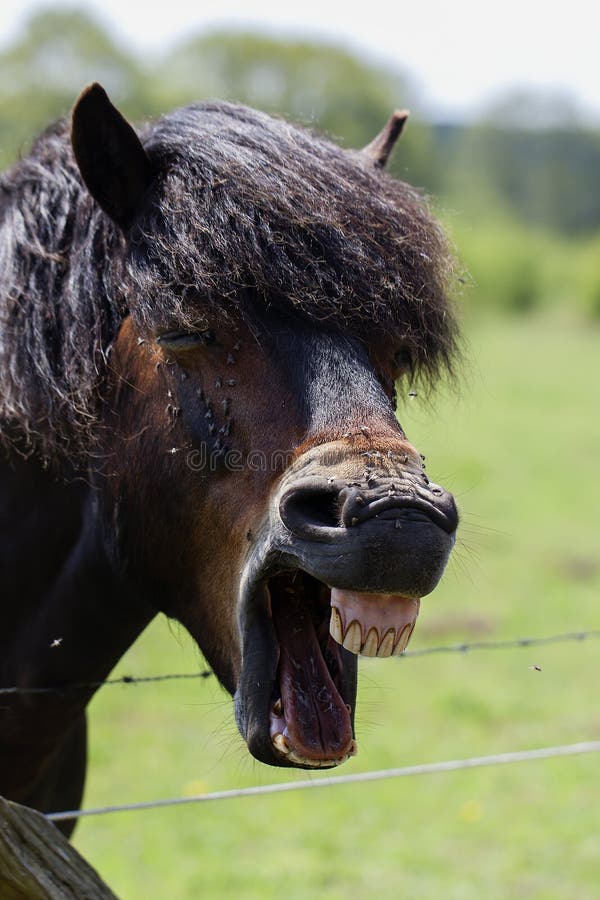 Exmoor Pony - Stallion stock photo. Image of breed, hair - 40391018