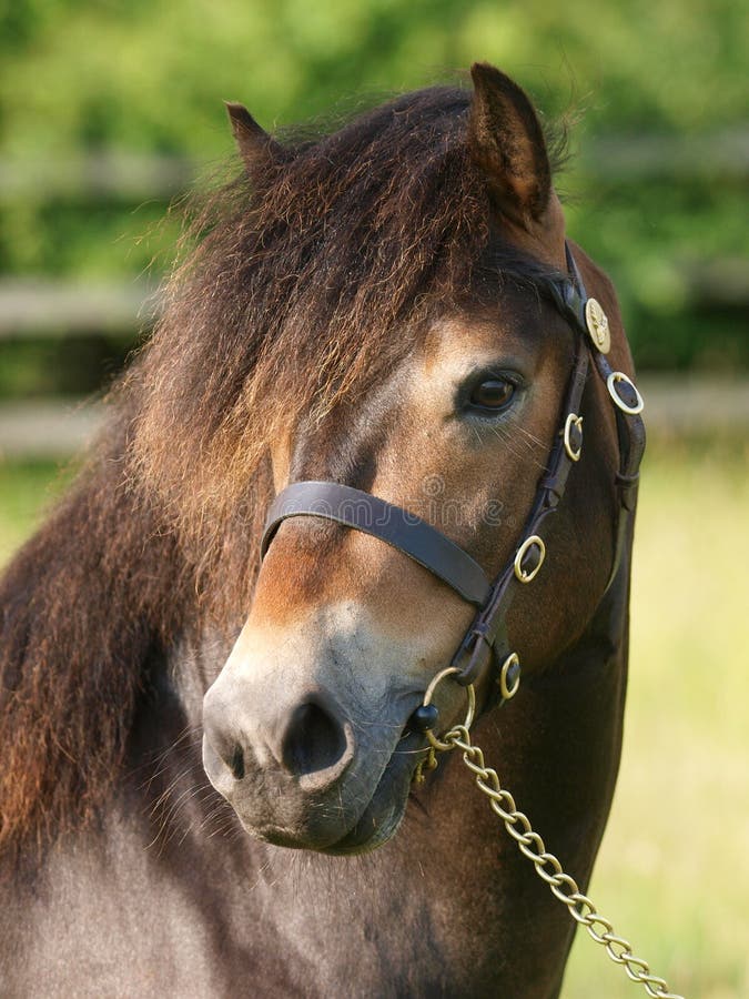 Exmoor Stallion stock photo. Image of mammal, head, conformation ...