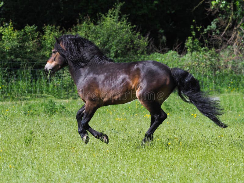Exmoor Stallion at Liberty stock photo. Image of pasture - 221932688