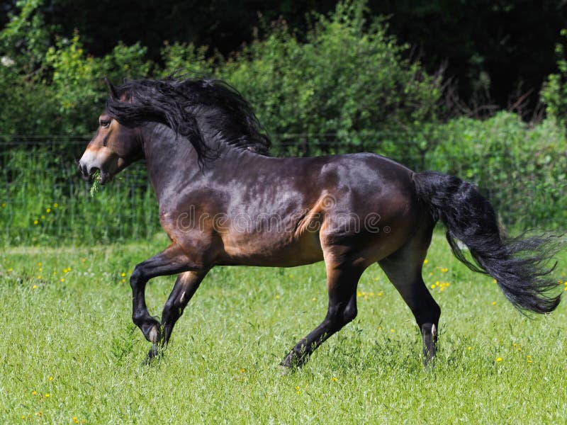 Exmoor Stallion at Liberty stock image. Image of endangered - 221932703