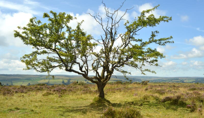 Exmoor tree stock photo. Image of moorland, solitary - 126822820