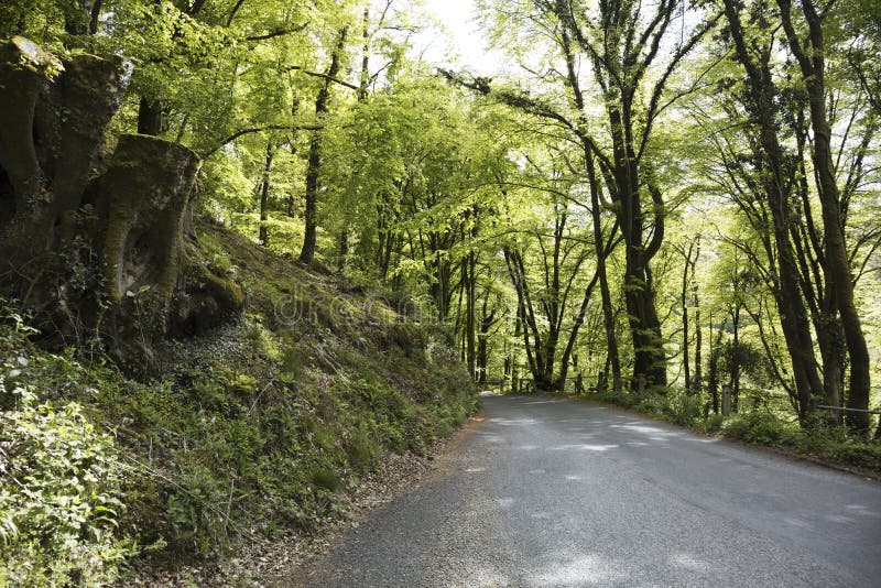 Exmoor trees and road stock photo. Image of heddon, shaded - 75190252