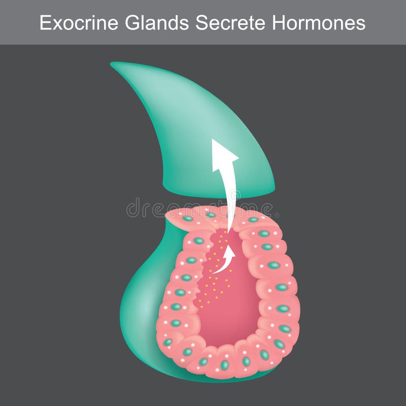 Exocrine Glands Stock Illustrations – 162 Exocrine Glands Stock ...