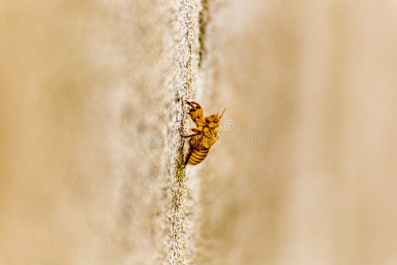 9,065 Exoskeleton Stock Photos - Free & Royalty-Free Stock Photos from ...