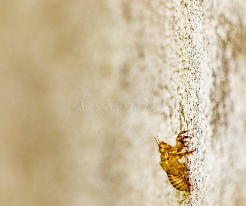 599 Empty Exoskeleton Photos - Free & Royalty-Free Stock Photos from ...