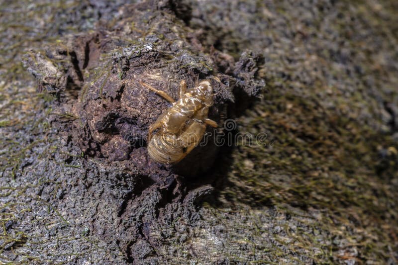 Exoskeleton of the Cicada Nymph Abandoned in the Process of Maturation ...