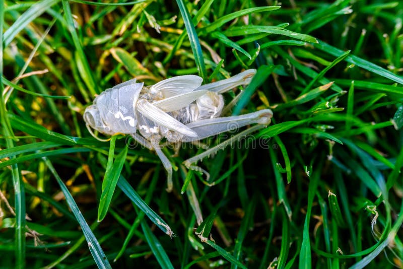 Grasshopper Exoskeleton Macro Over White Stock Image - Image of closeup ... Grasshopper Exoskeleton Macro Over White Stock Image - Image of closeup ...