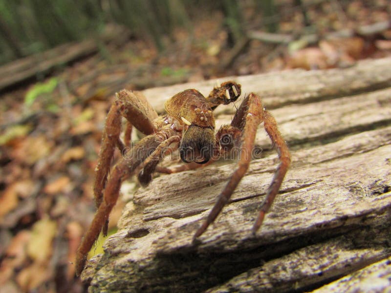 An exoskeleton of a spider stock image. Image of garden - 275170415