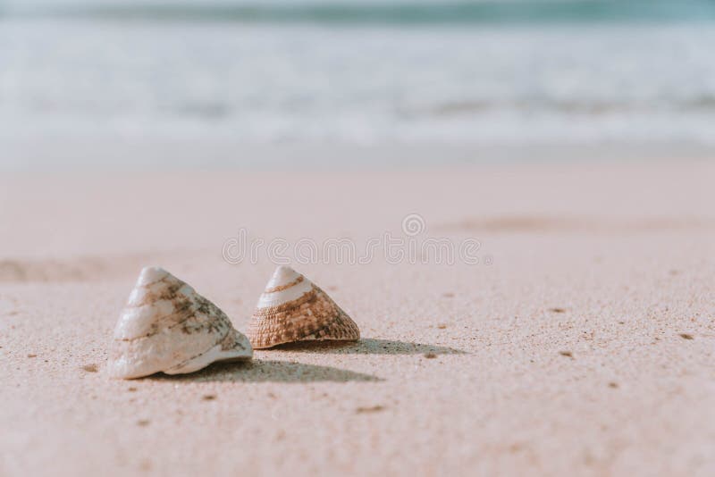 The Exoskeletons of Snails and Clams, or Their Shells in Common ...