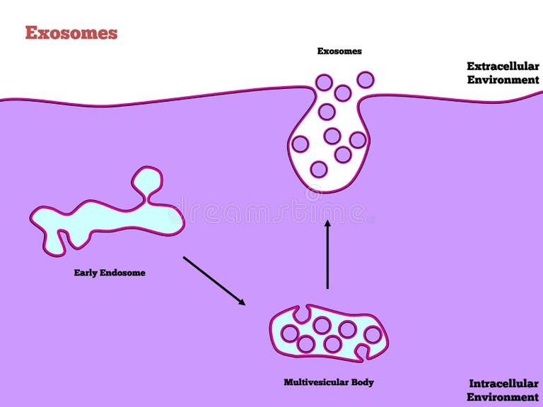 Exosome Particles Stock Illustrations – 86 Exosome Particles Stock ...