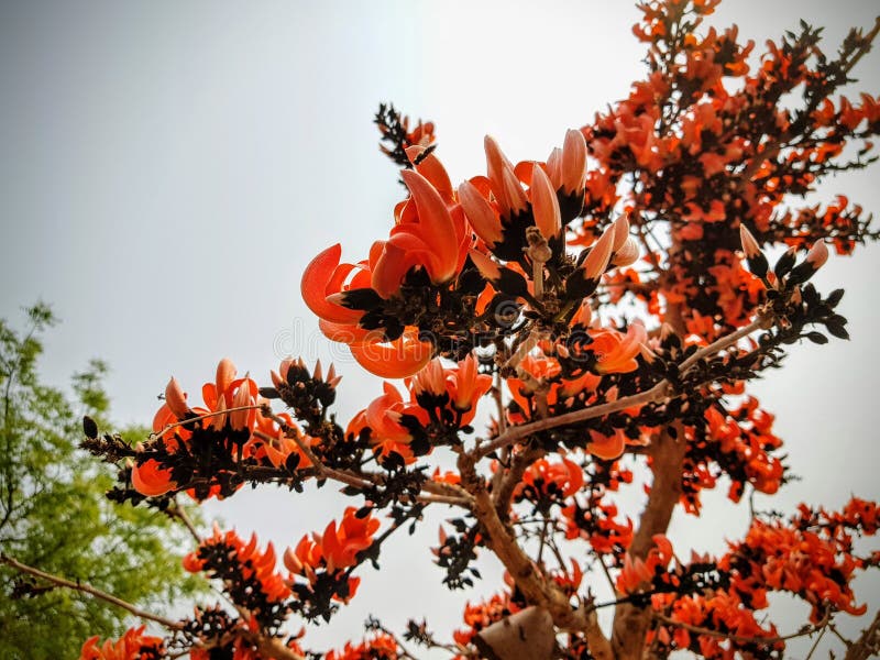 Exostick Palsa Flower Stock Photos - Free & Royalty-Free Stock Photos ...