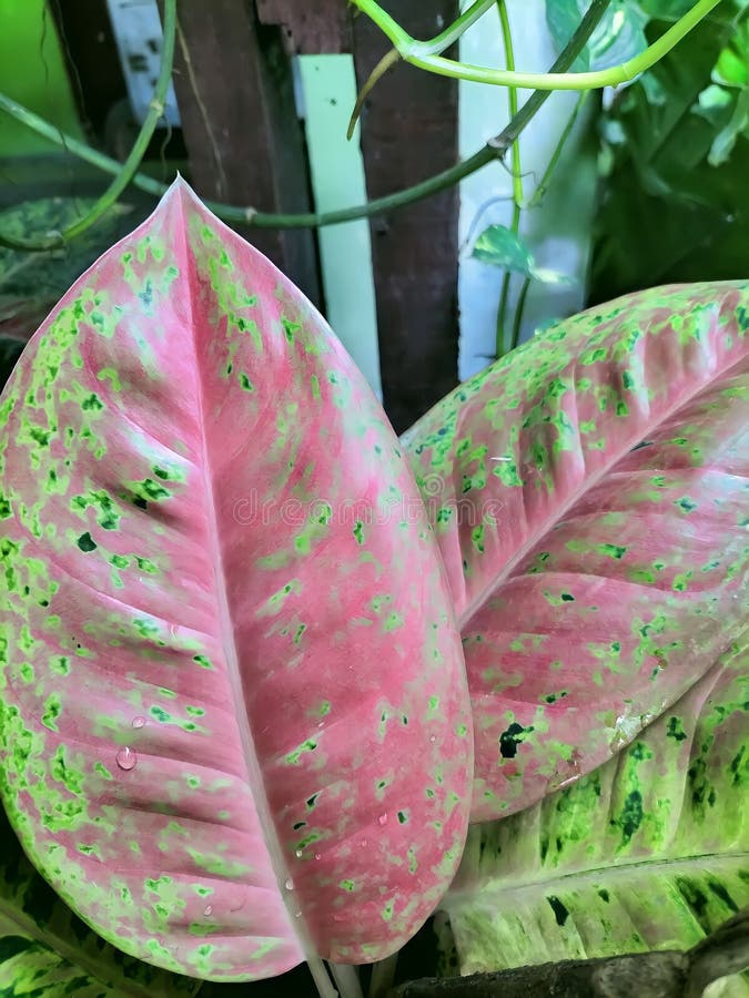 871 Exotic Aglaonema Flower Stock Photos - Free & Royalty-Free Stock ...