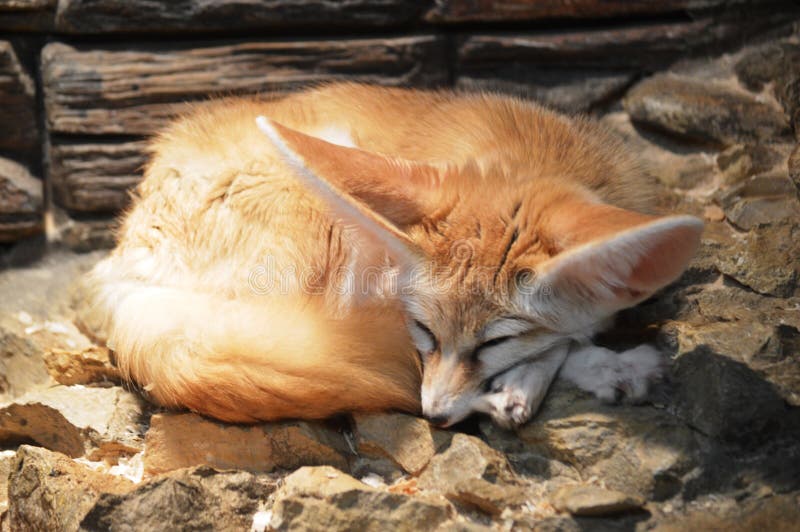 Exotic animal Fenech stock image. Image of fennec, asia - 271514135
