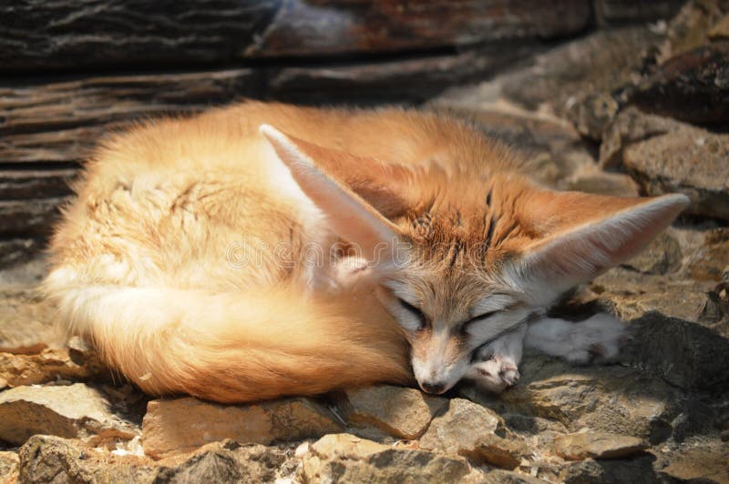 Exotic animal Fenech stock photo. Image of extinction - 271514160