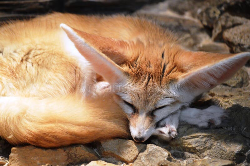 Exotic animal Fenech stock image. Image of canidae, living - 271514175