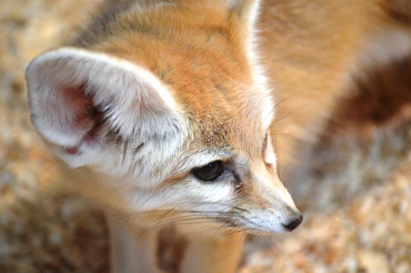 Exotic animal Fenech stock image. Image of furry, african - 271514997